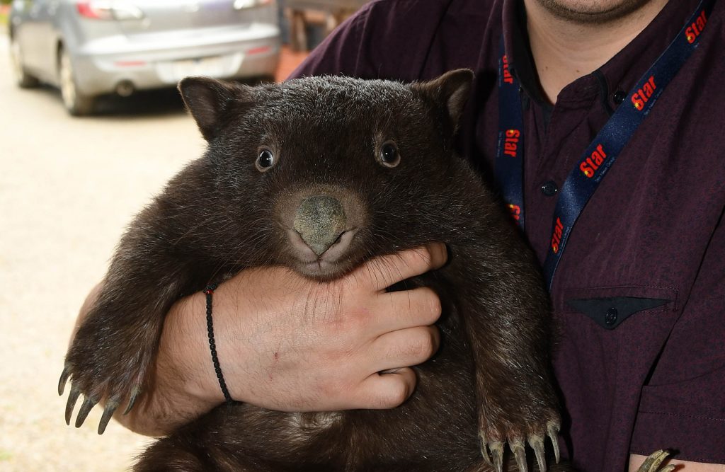 Wombat warriors need help | Pakenham Gazette