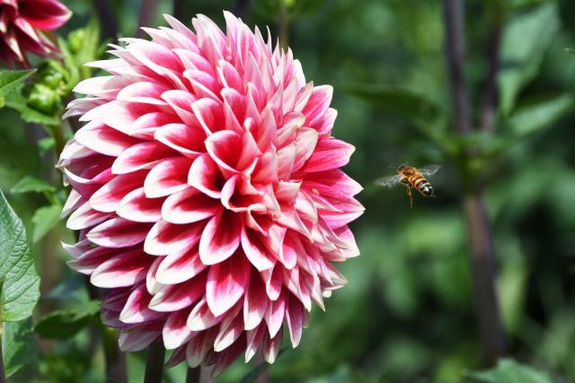 Taking a leaf out of a new book | Pakenham Gazette