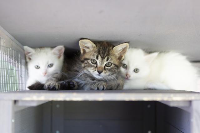 Comforting animals in need | Pakenham Gazette