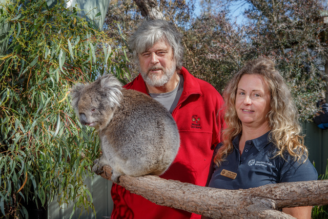 koala_442401_02 | Pakenham Gazette