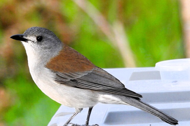 Capturing the swamp's hidden charms | Pakenham Gazette